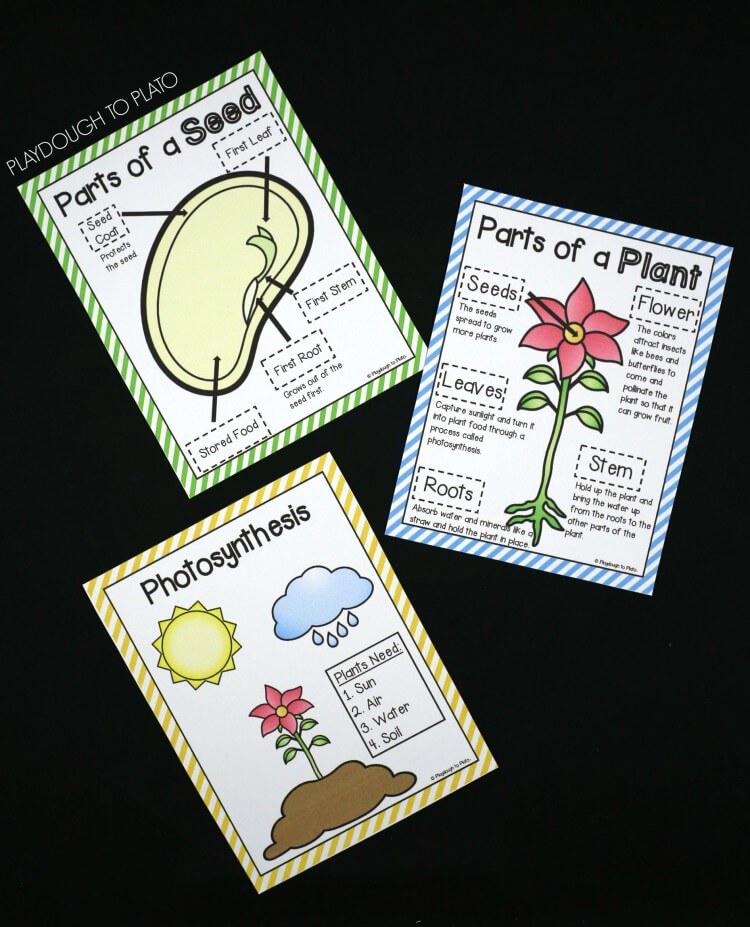 Plant Activity Pack - The Stem Laboratory