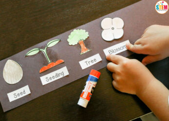 Apple Life Cycle Hat - The Stem Laboratory