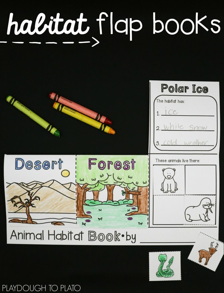 Animal Activity Pack - The Stem Laboratory