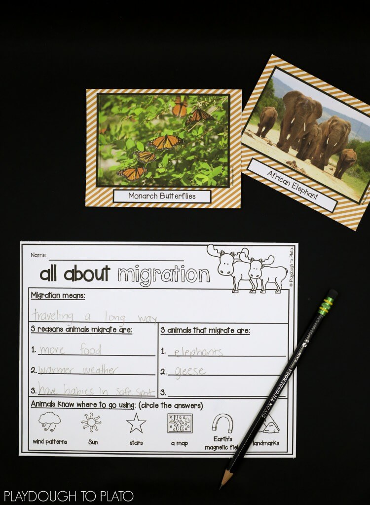 Animal Activity Pack - The Stem Laboratory