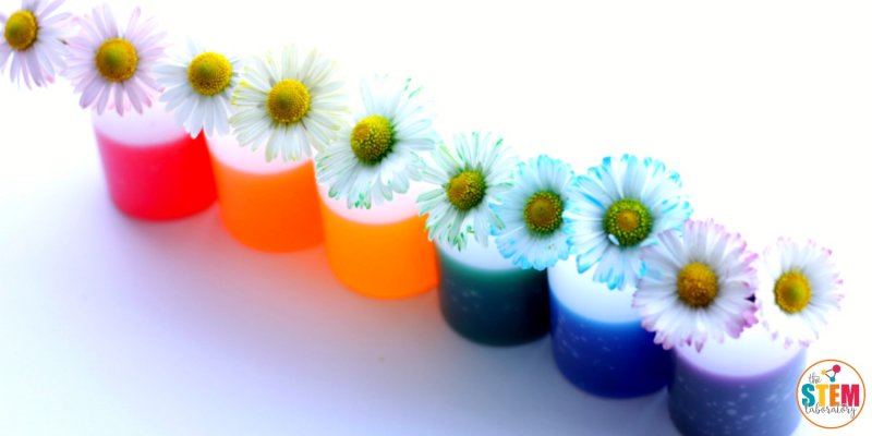 Color Changing Flowers - The Stem Laboratory
