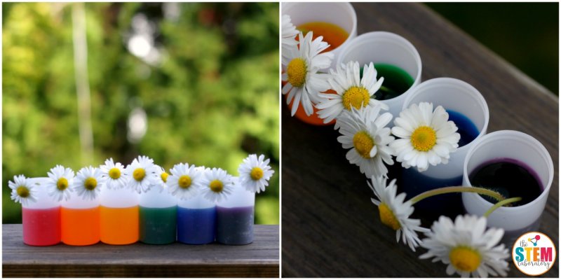 Color Changing Flowers - The Stem Laboratory