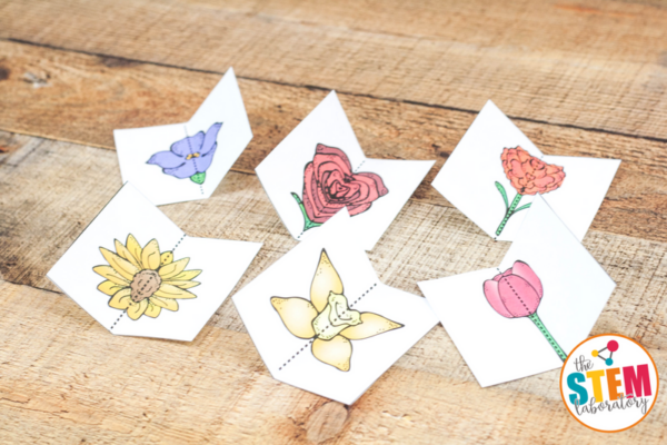 Flower Symmetry Activities - The Stem Laboratory