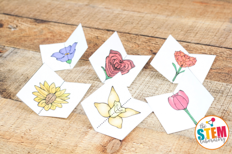 Flower Symmetry Activities - The Stem Laboratory