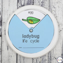Ladybug Life Cycle Wheel Craft - The Stem Laboratory