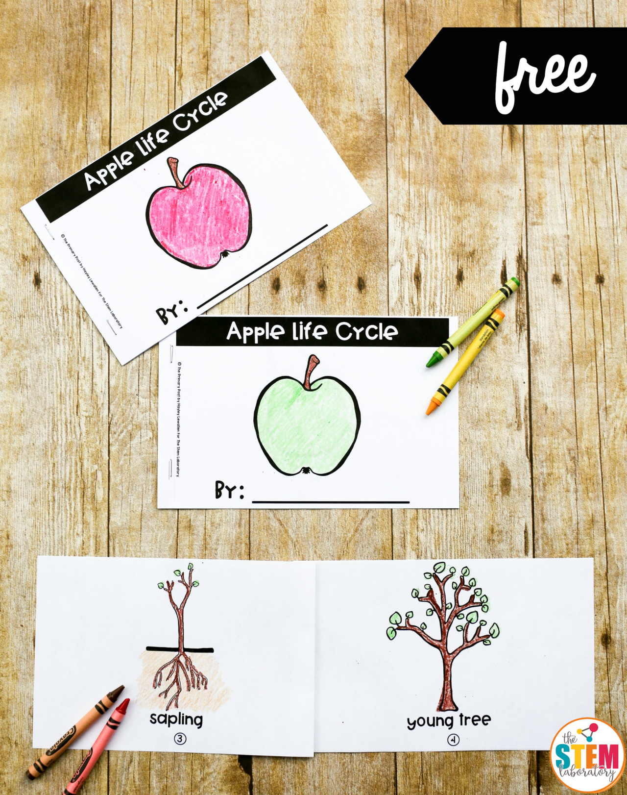 Free apple life cycle books_ - The Stem Laboratory
