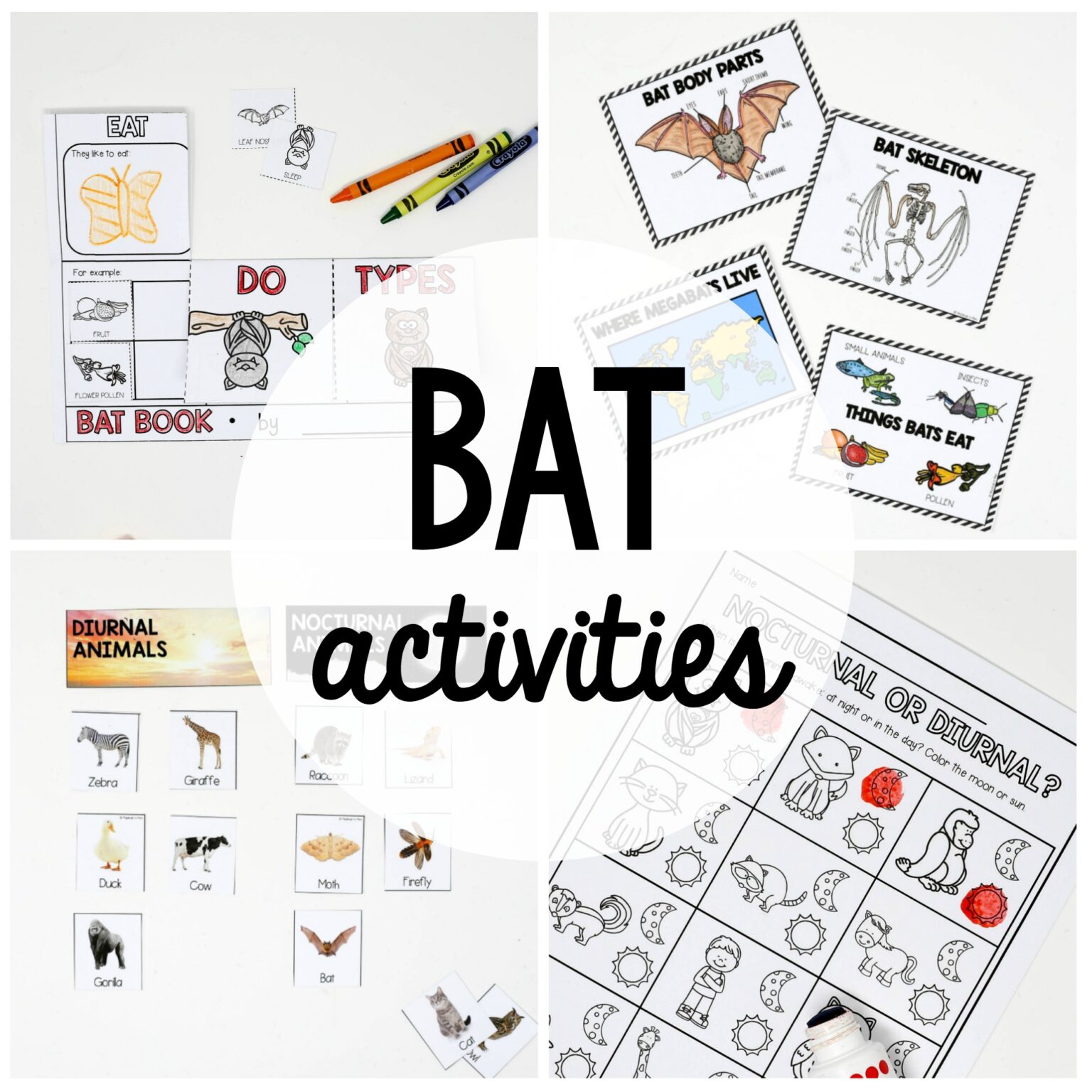 Bat Animal Study - The Stem Laboratory