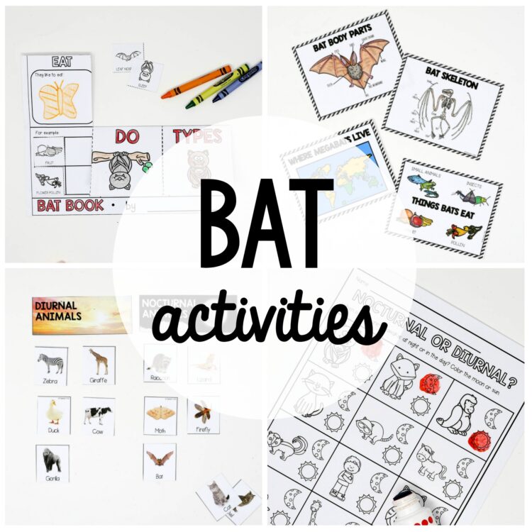 Bat Animal Study - The Stem Laboratory