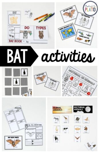 Bat Animal Study - The Stem Laboratory