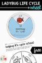 Ladybug Life Cycle Wheel Craft - The Stem Laboratory